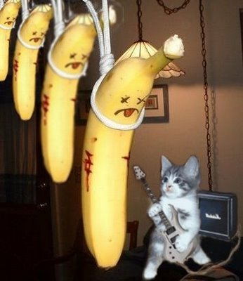 AFICIONES POR DOQUIER: El gato asesino