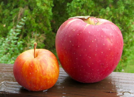 Little, Big - Adam's Apples