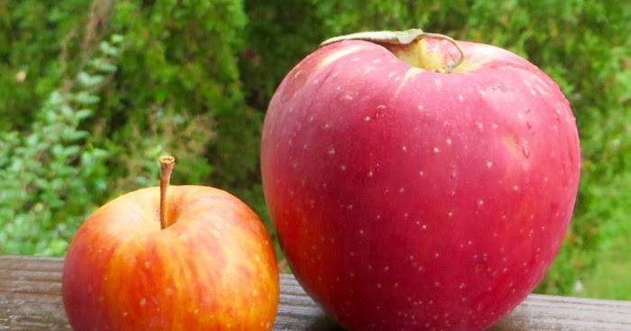 Little, Big - Adam's Apples