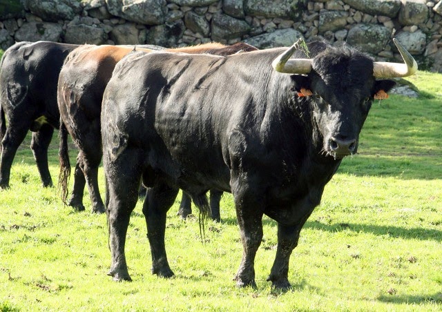 AGENDA TAURINA | Almas Taurinas