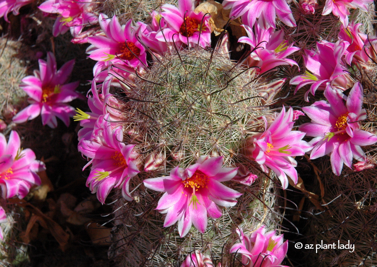 Pink Flowering Arizona Fishhook Cactus