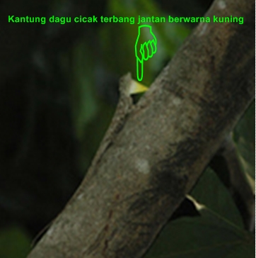Ciri Khusus Cicak Terbang/Cleret Gombel/Cekibar dan Fungsinya - zooplant