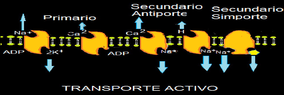 Guillermo Grass : TRANSPORTE A TRAVÉS DE LA MEMBRANA PLASMÁTICA
