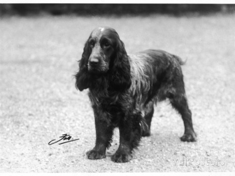 NUNCAJAMAS COCKER: COCKERS QUE HICIERON HISTORIA. LOS GANADORES DE ...