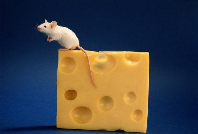 Mouse and Cheese - Priceless Pic