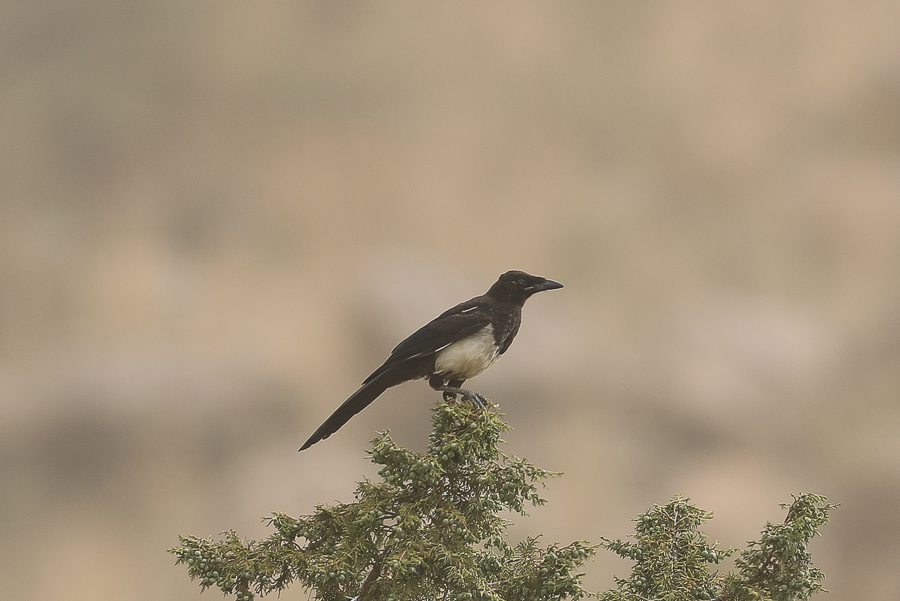 Birds of Saudi Arabia: 09/16