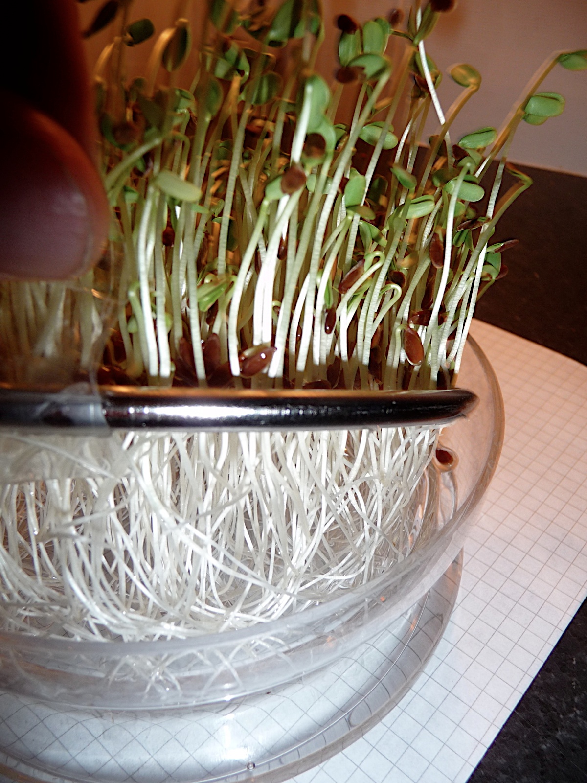 DES GRAINES A PLANTER ET DEGUSTER : comment choisir son germoir selon ...