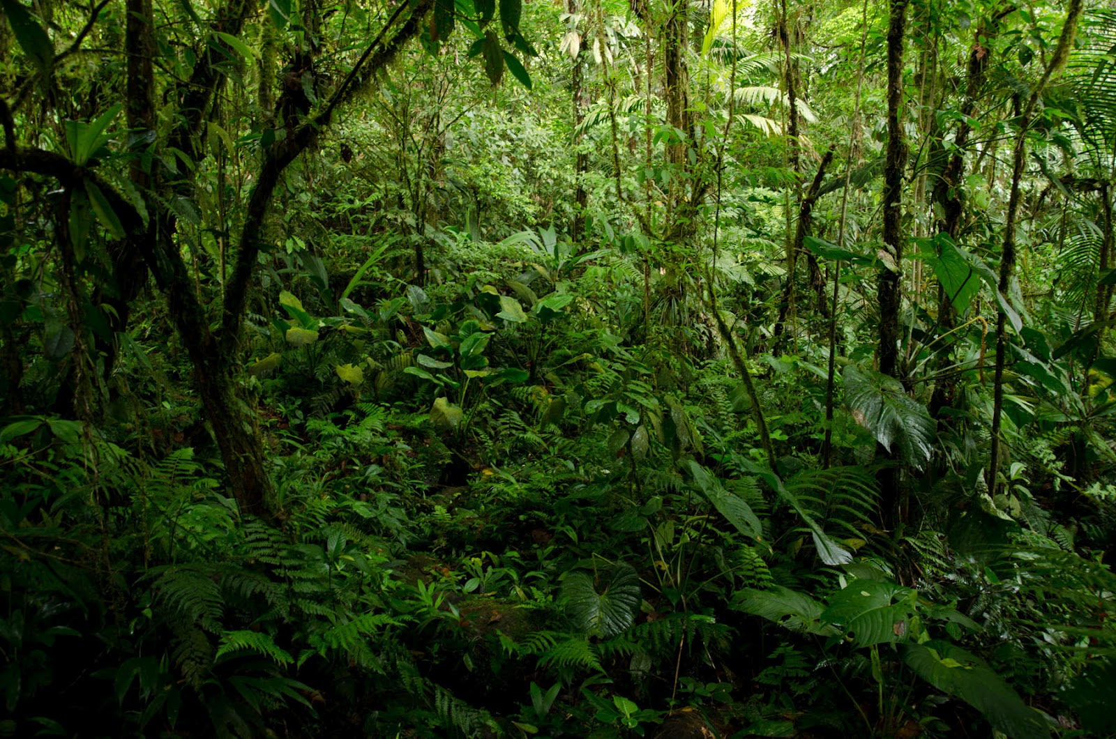 Connecticut Audubon Society: Young Researchers Explore Costa Rican ...