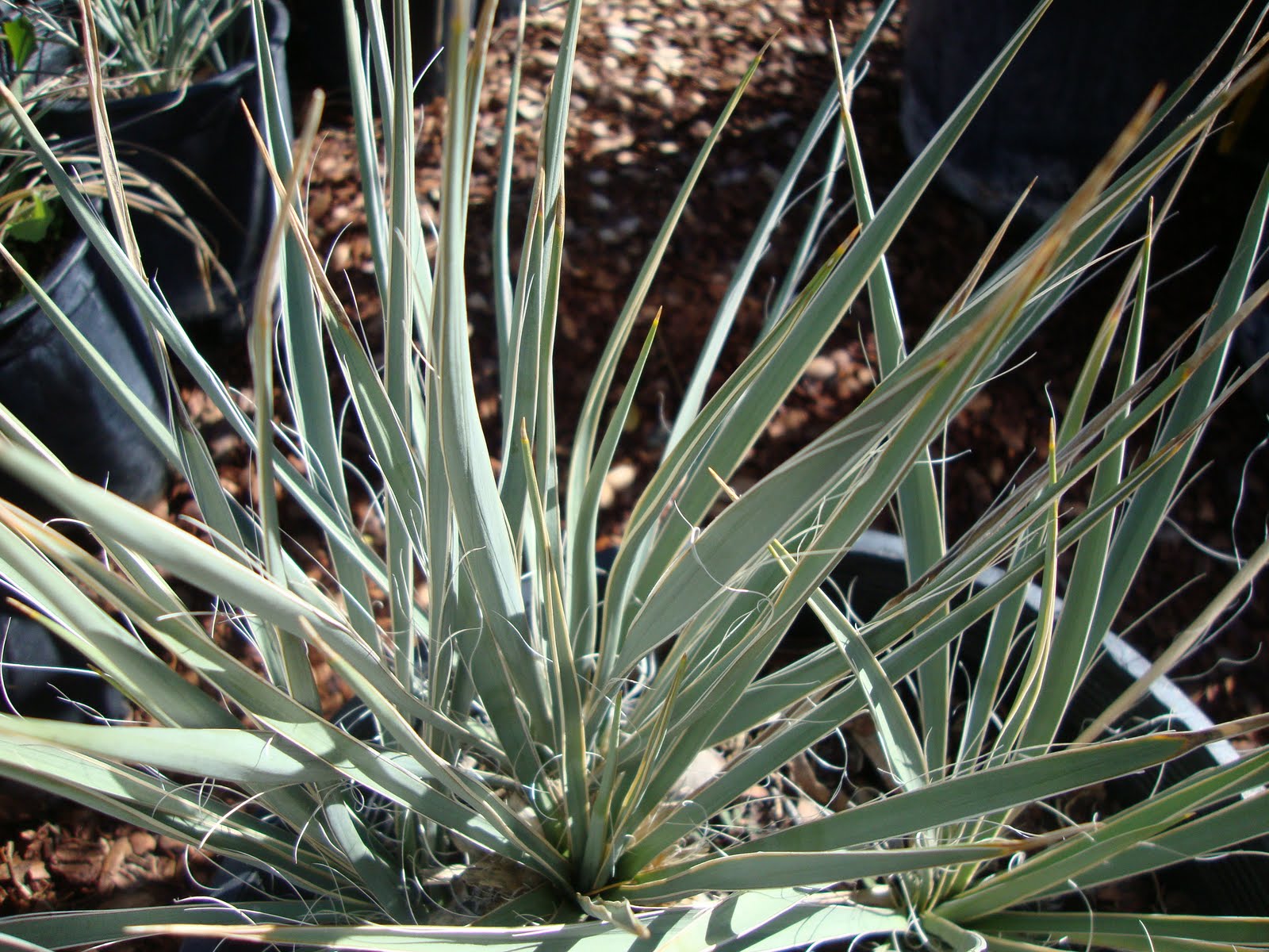danger garden: Plants of the Southwest, a nursery visit
