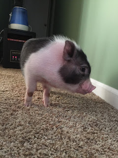 Farming With Cianna: Furry Friend Introductions ~ Peppa the Pig