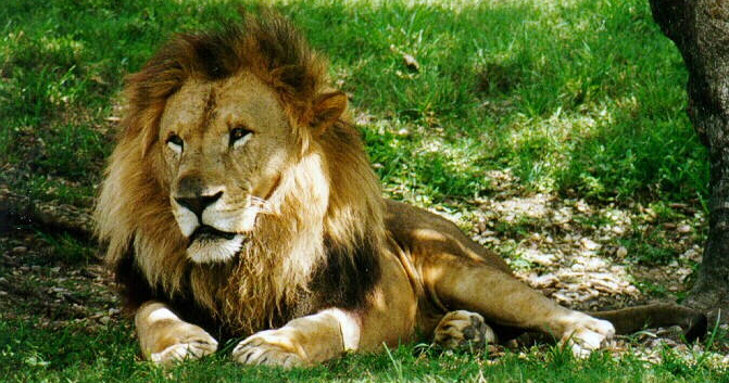 ¿Cuál es tu animal preferido? | 4 A+B