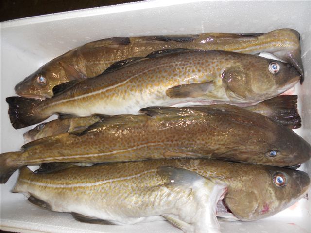 Fish n Bits: The BEST Line Caught Cod & Pollock available!