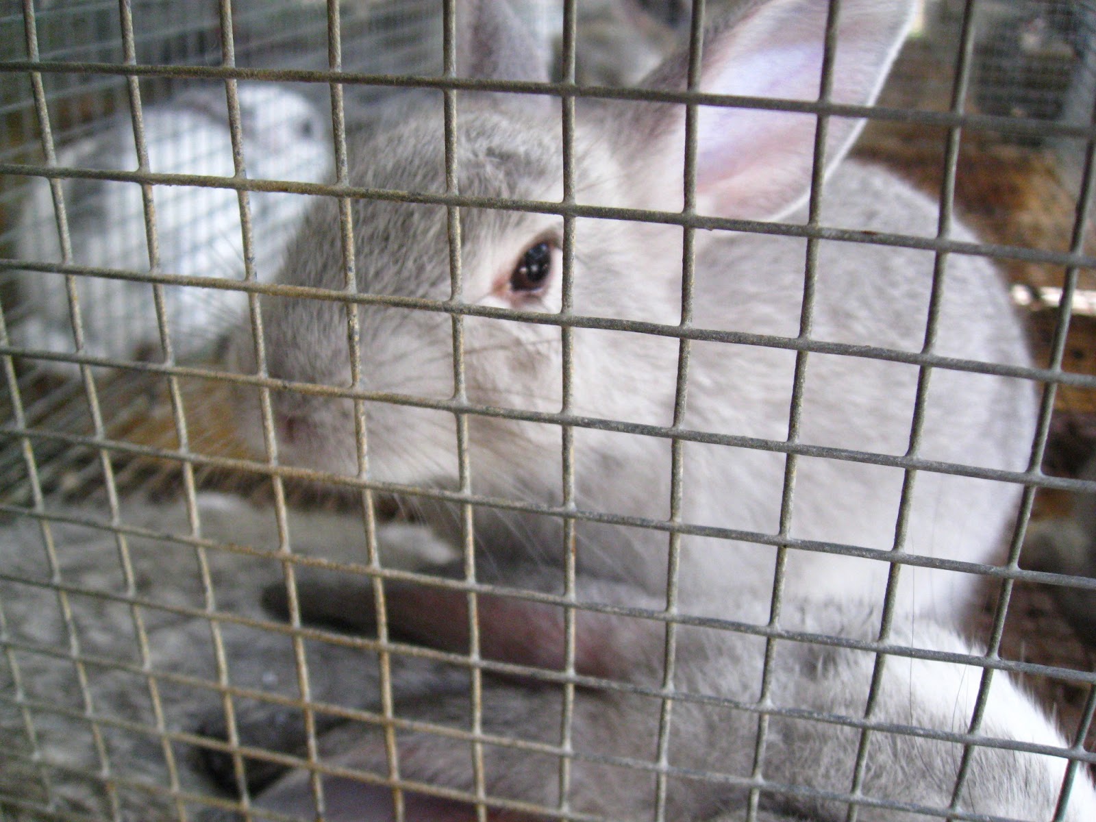 Cerita Bearcat: May 2013