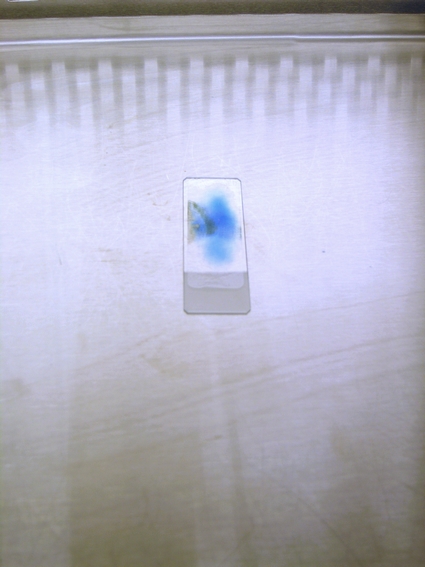 Fun With Microbiology (What's Buggin' You?): Adhesive Tape Preparation ...