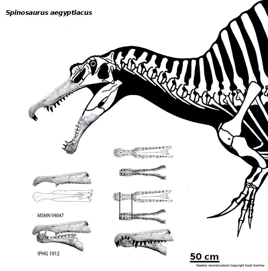 Dinosauria: Spinosaurus head re-study