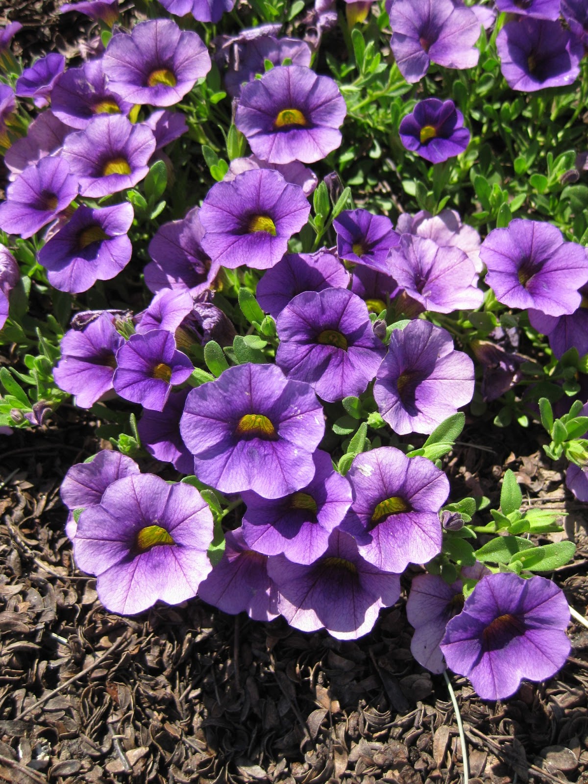 Rotary Botanical Gardens - Hort Blog: Calibrachoas For Consideration