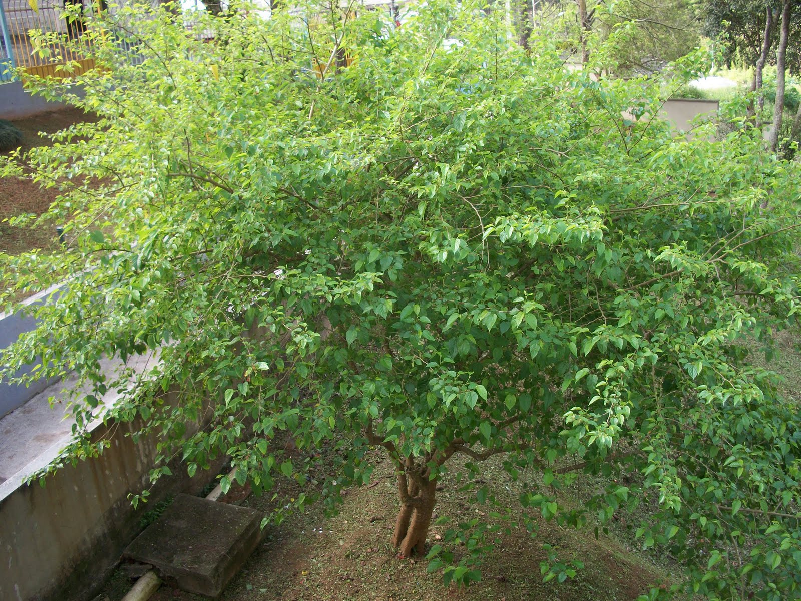 Então sou velho: Espécie: Amoreira!