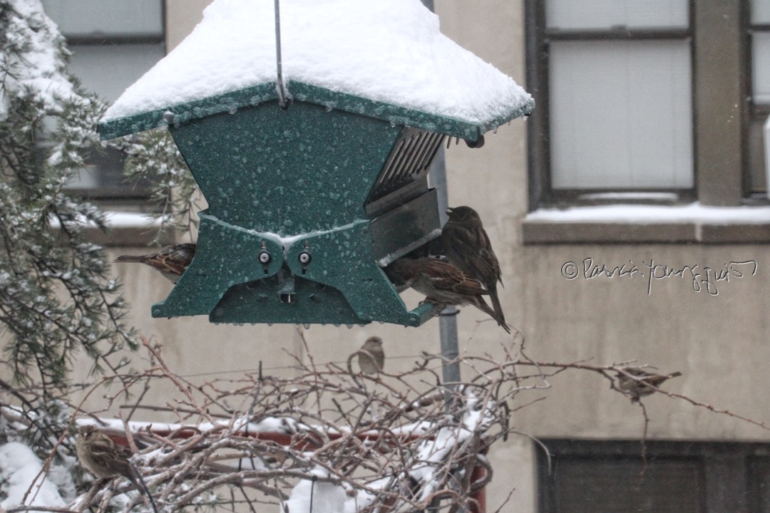The Last Leaf Gardener: Throwback Thursday: Mr. Eugene Schieffelin (He ...