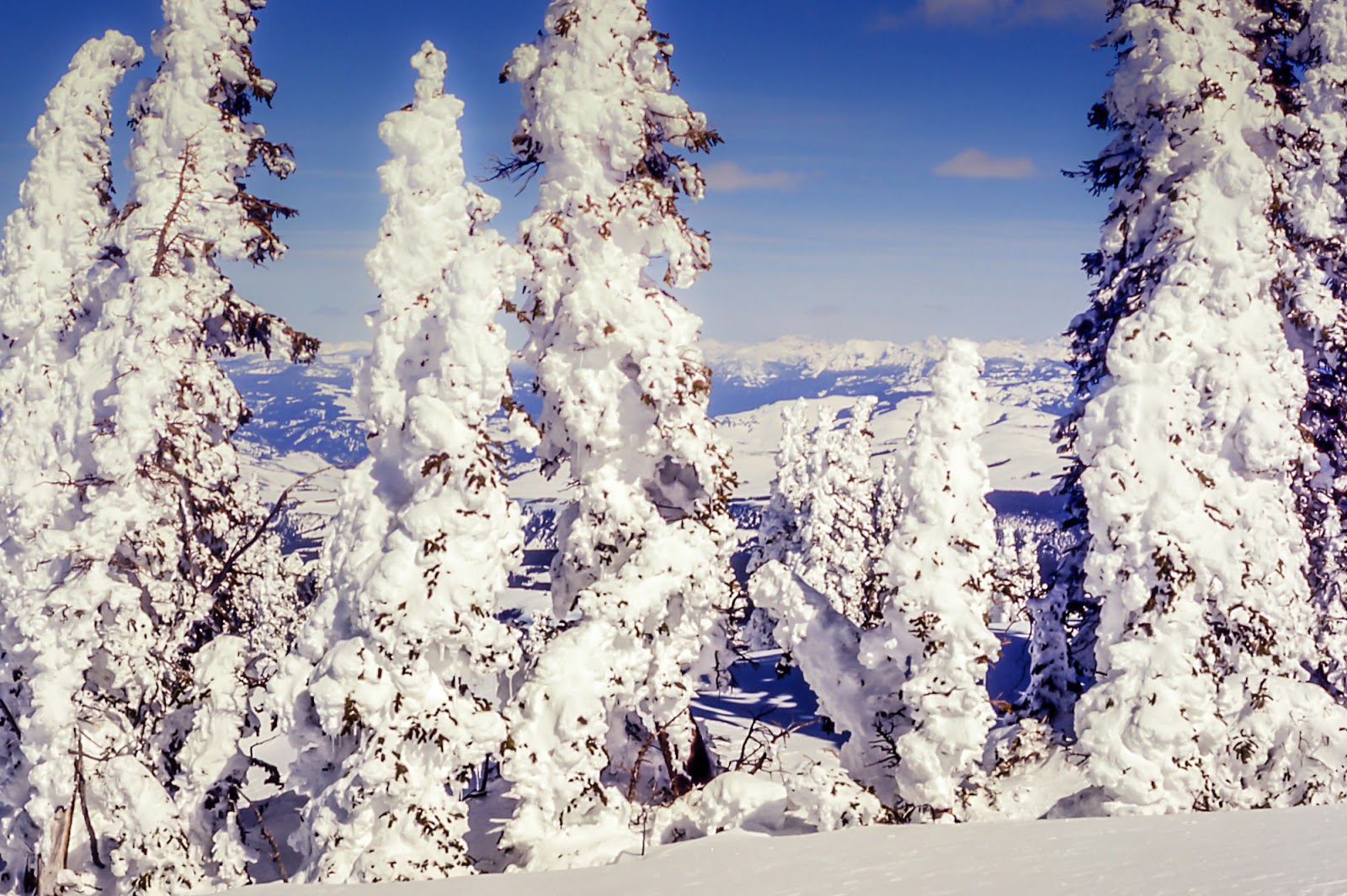 Ghost Trees - Peter Noah Thomas