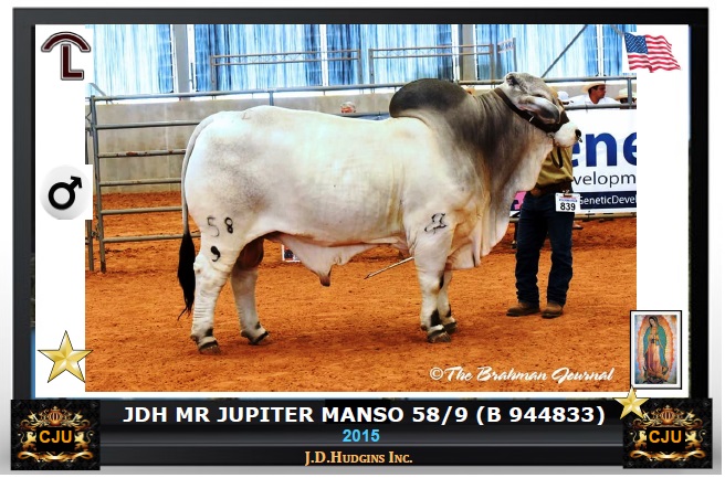 CEBÚ ♥ ♥ ♥ ZEBÚ♔♕♖♗♘ LA PASIÓN POR EL #CEBÚ #ZEBU: JDH MR JUPITER MANSO ...
