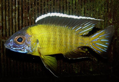 Alma d'Água: Peixes / Perciformes / Cichlidae / Malawi / Aulonocaras