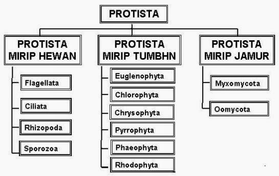 Contoh Makalah: Protista