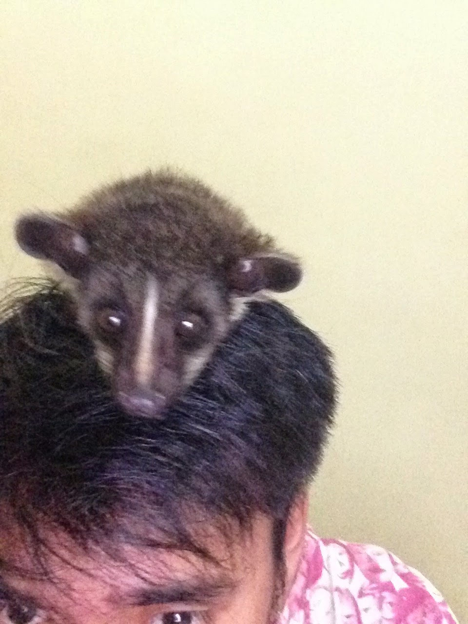 Sarang Musang Akar : MUSANG AKAR SIAP ADOPSI
