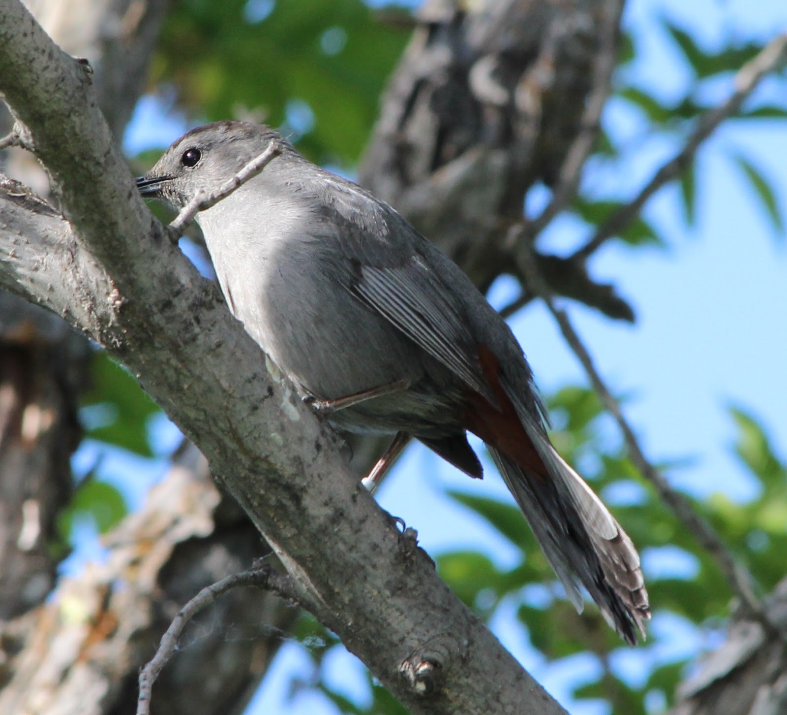 Bird Banding in Saskatchewan: A new season! Wascana MAPS