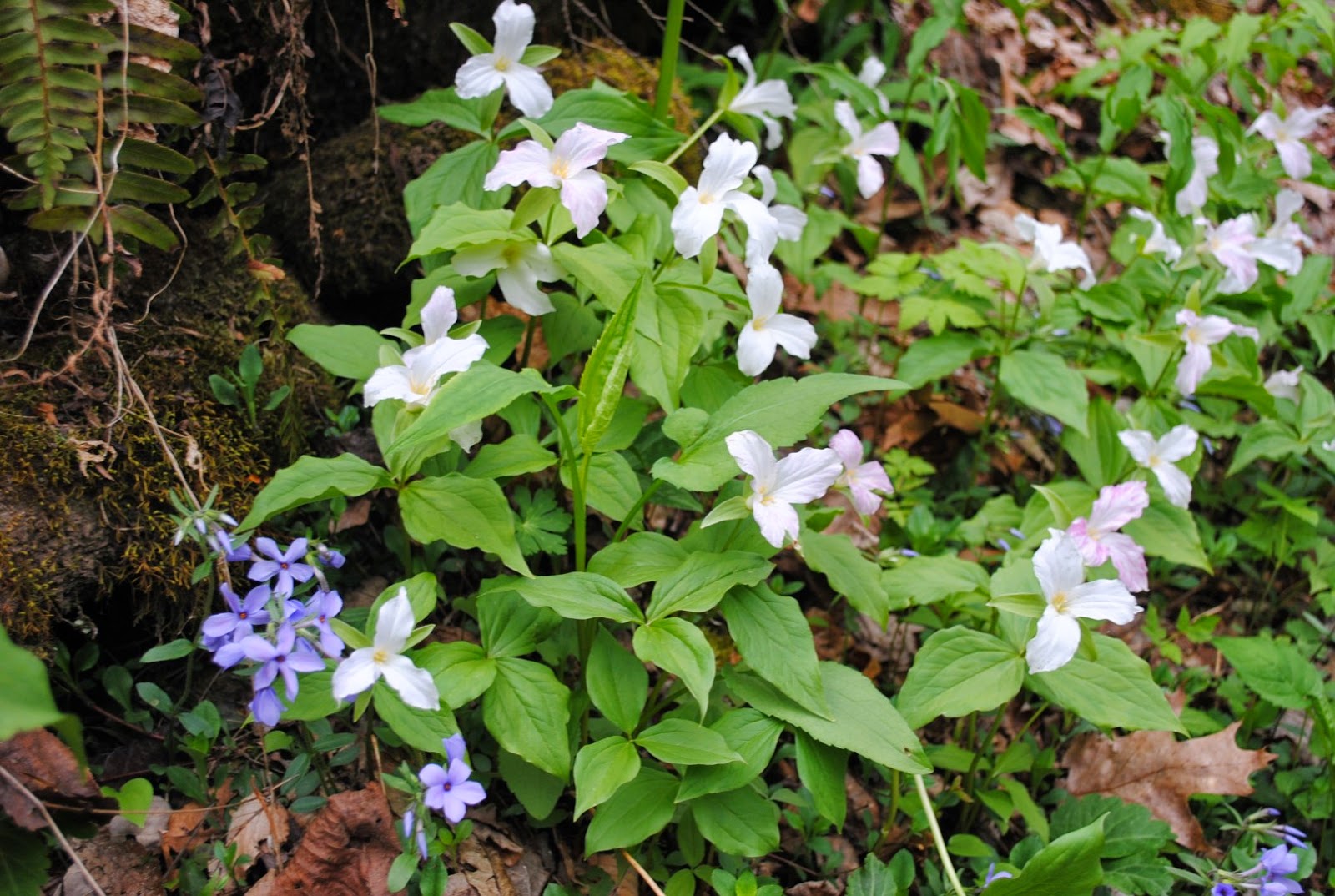 West Virginia Native Wildflowers-The Big Year, 2013: Smoky Mountain ...