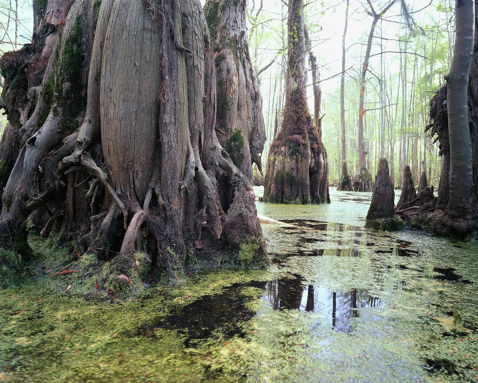 Swamp Tree ~ Marvelous Nature