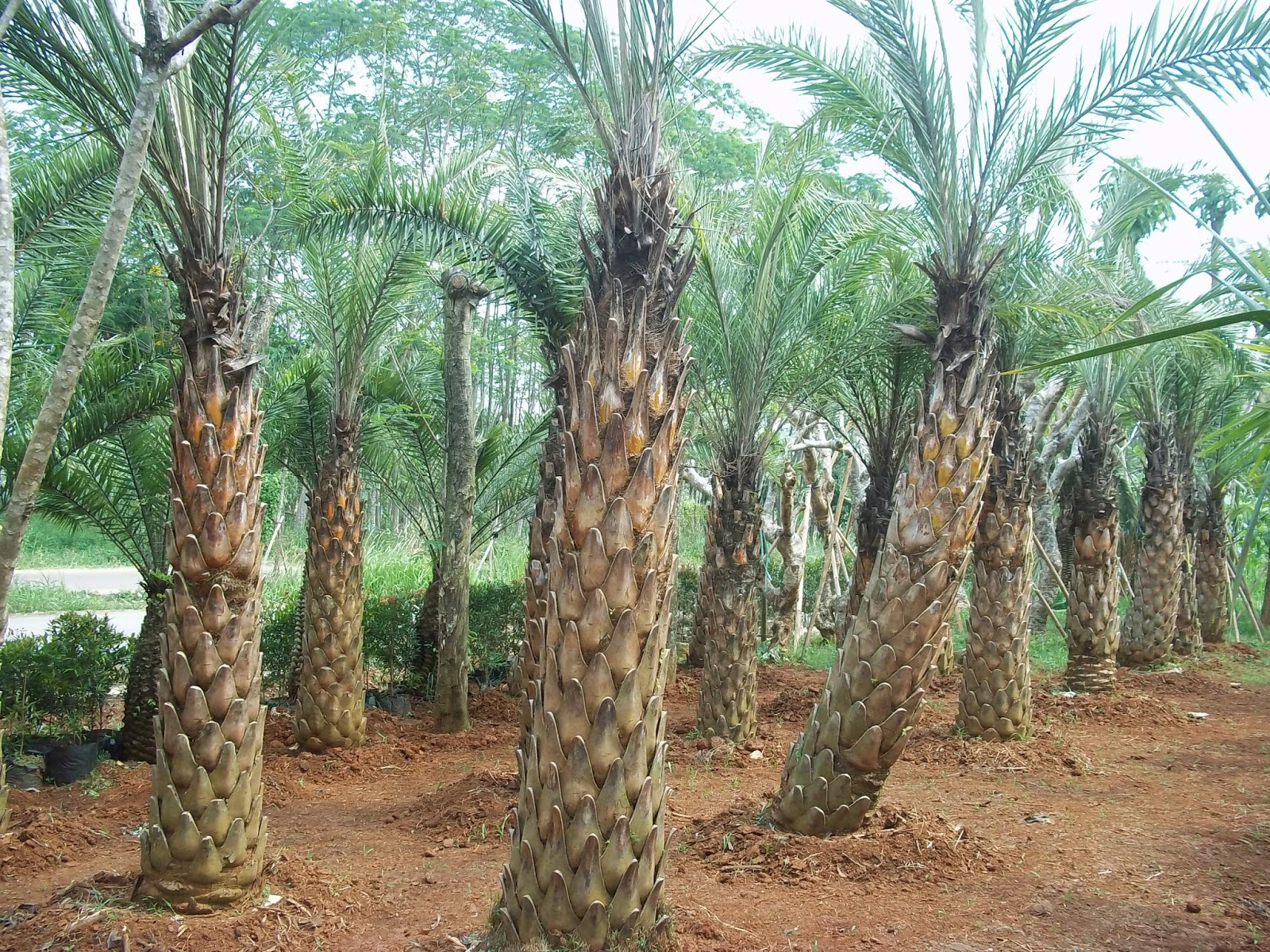 Jual Pohon palem Kenari | Pohon Palem Kenari Murah | Pohon Palem kenari ...