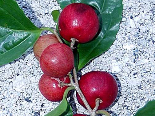 Rukem Pohon an langka | Informasi Tanaman Kehutanan