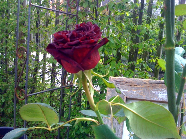 La Passion des Rosiers à la Pépinière FilRoses: Le Temps des premières ...