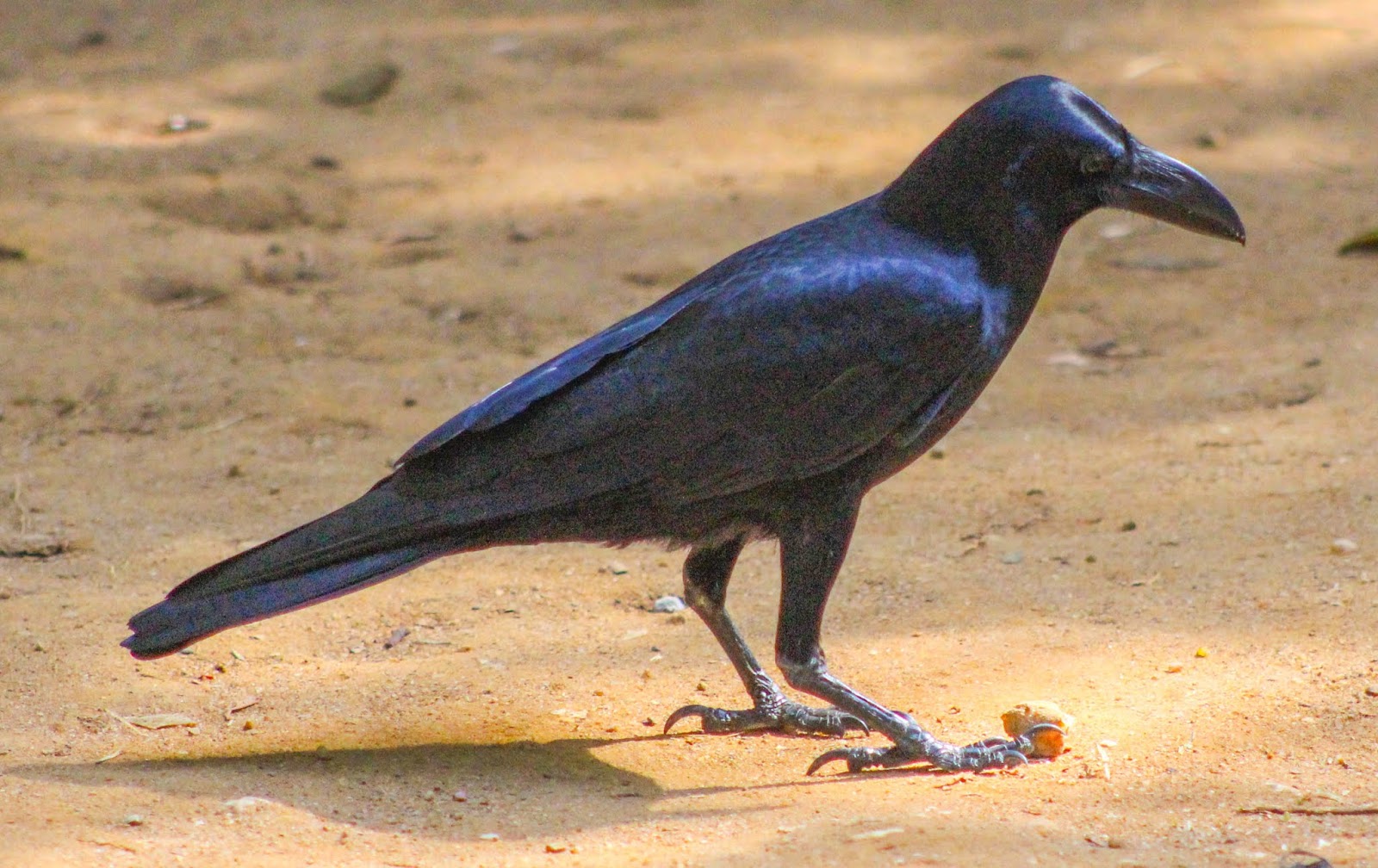 Cannundrums: Indian Jungle Crow