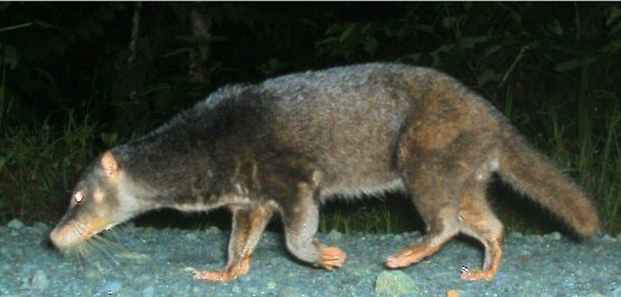 Musang air Cynogale bennettii