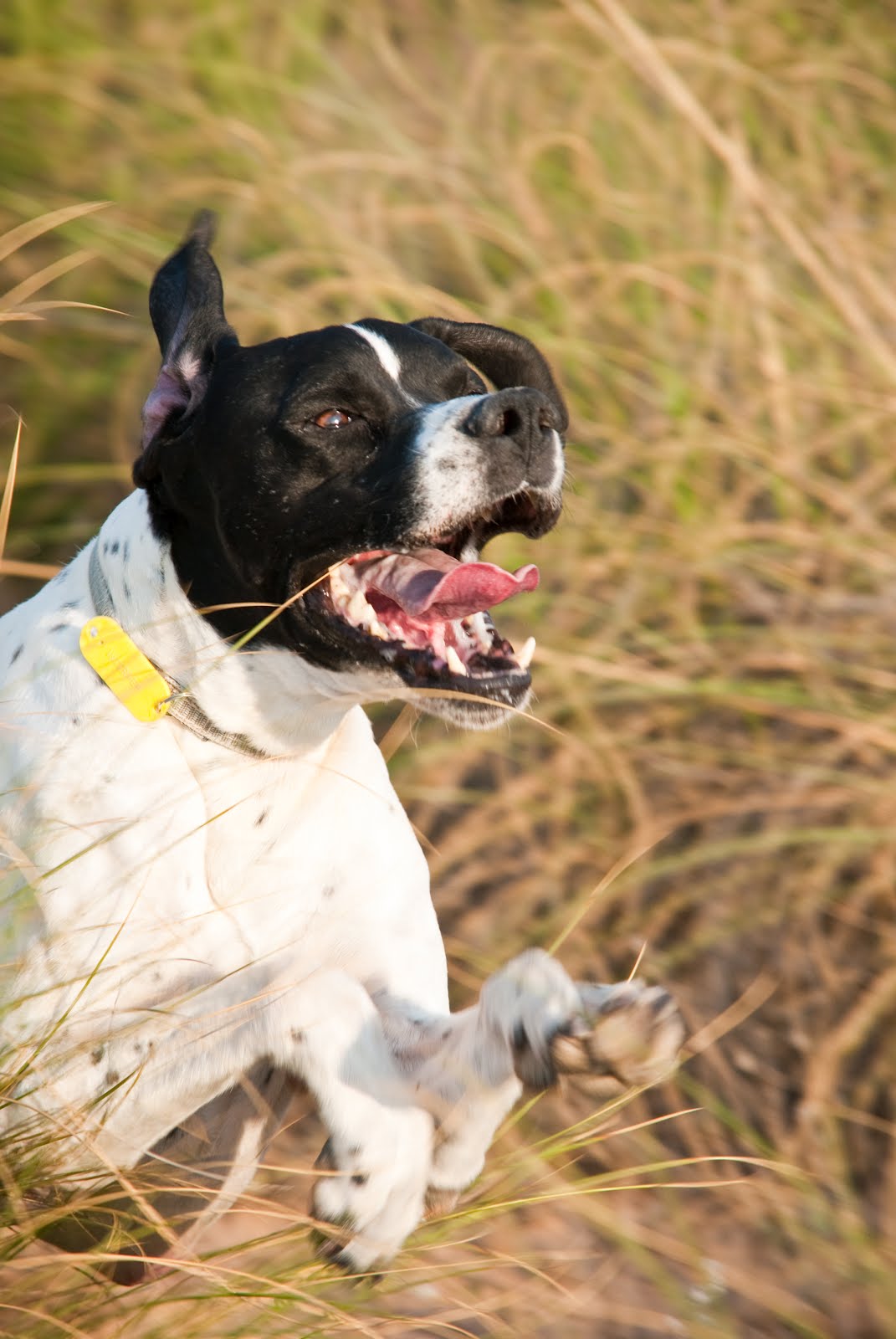 Pointers de Gran Busca Afijo nº 010229: URKO,UN PERRO DESAPROVECHADO Y ...