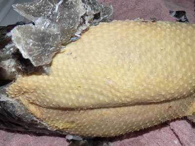 5 Acres & A Dream: Learning How To Pluck a Duck