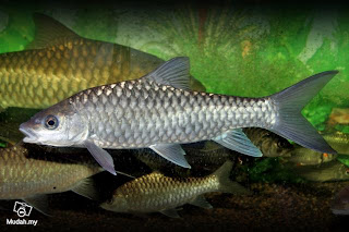 Mahseer..Super Fish! King of Fish!