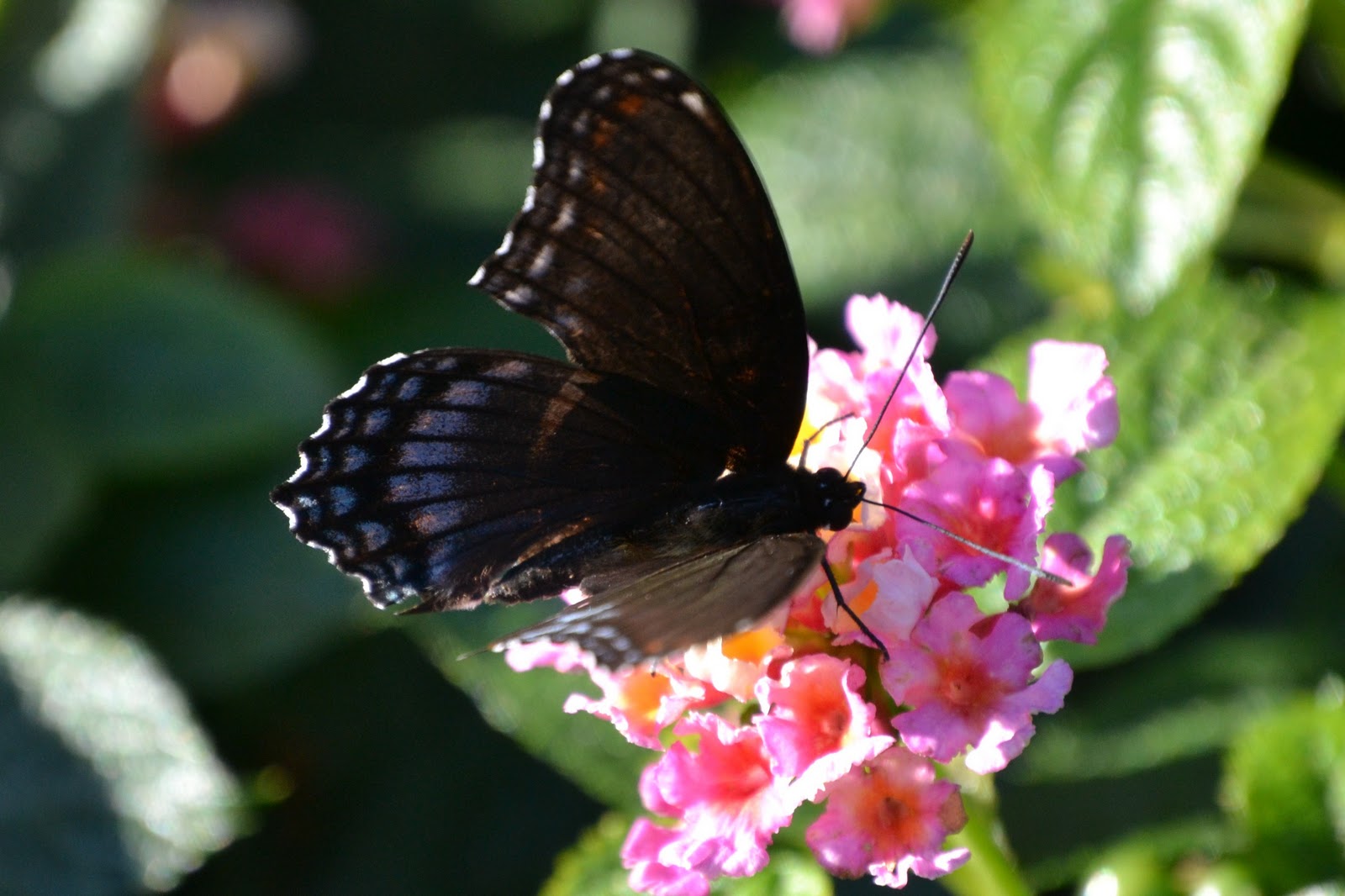 It's All About Purple: The Broken Butterfly