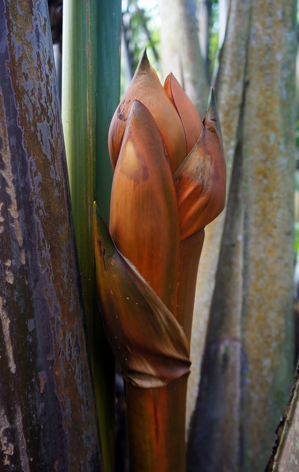 Riverine Parks: Nypa fruticans