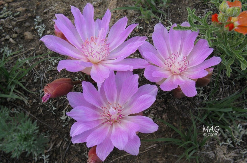 NEAFCSMontana2016: Have You Met the Bitter Family?