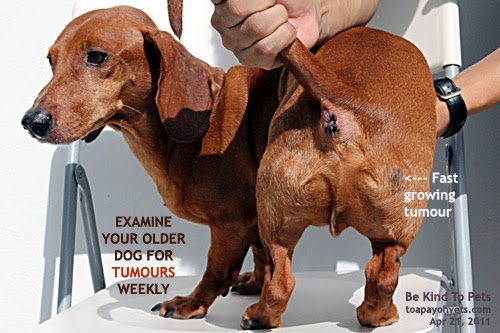 Veterinary Photography And Travel Stories For Vet Students And Pet veterinary-photography-and-travel-stories-for-vet-students-and-pet