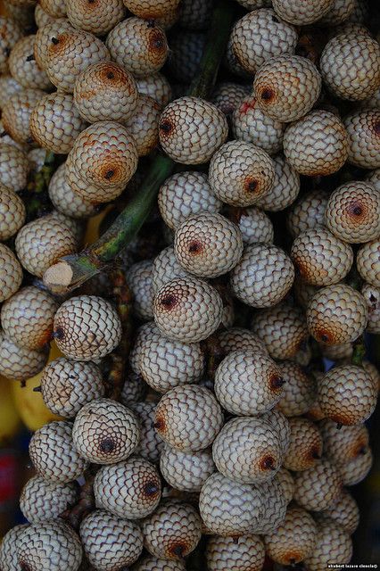 Amazing Photos of Yantok/Rattan Fruit - Everything About Garden