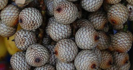 Amazing Photos of Yantok/Rattan Fruit - Everything About Garden