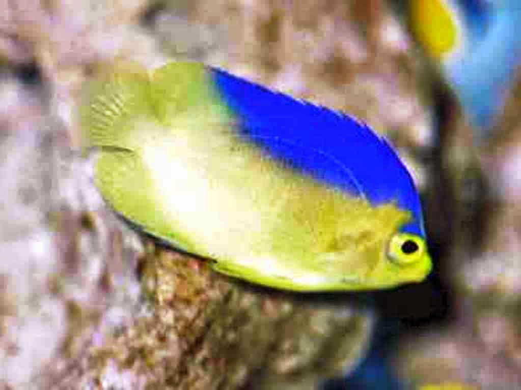 Angelfish - Ikan Angel