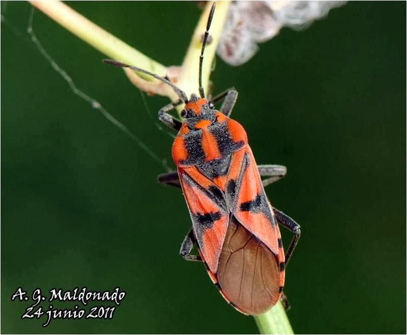 Biodiversidad Costa Granadina y ... (Fauna): Spilostethus furcula