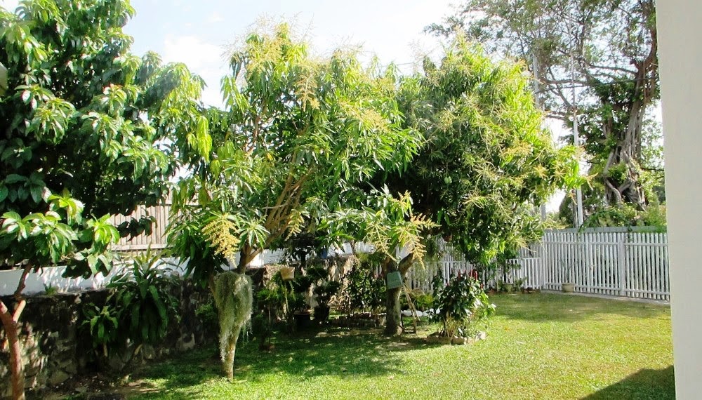 KINABALU: MANGO AND AVOCADO IN OUR GARDEN
