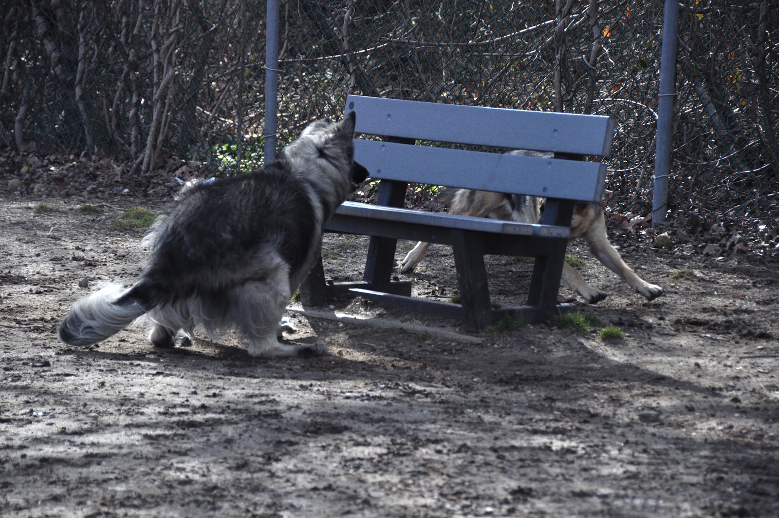 Cooper's Shiloh Shepherd Blog