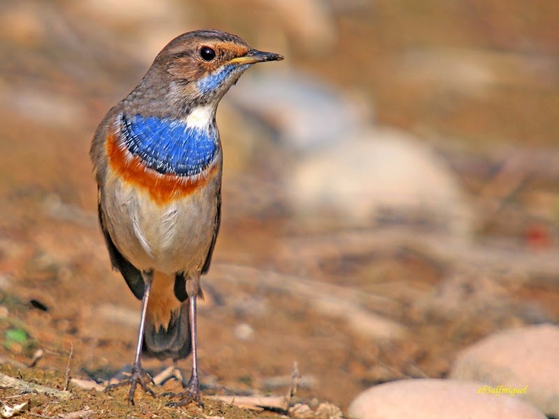 Miguel fotografia: Insectívoros