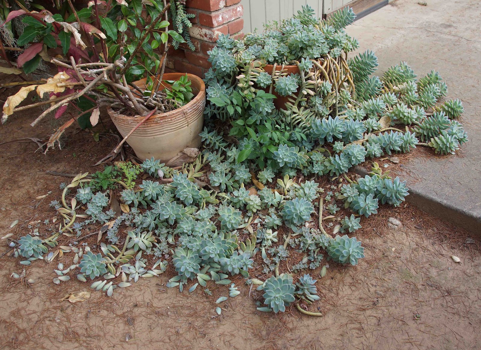 Three Lawnless Gardens: Time, Patience, Style